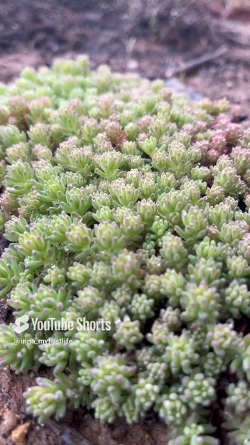Седум испанский / Очиток в саду / Суккуленты для сада зимующие #суккуленты #седум