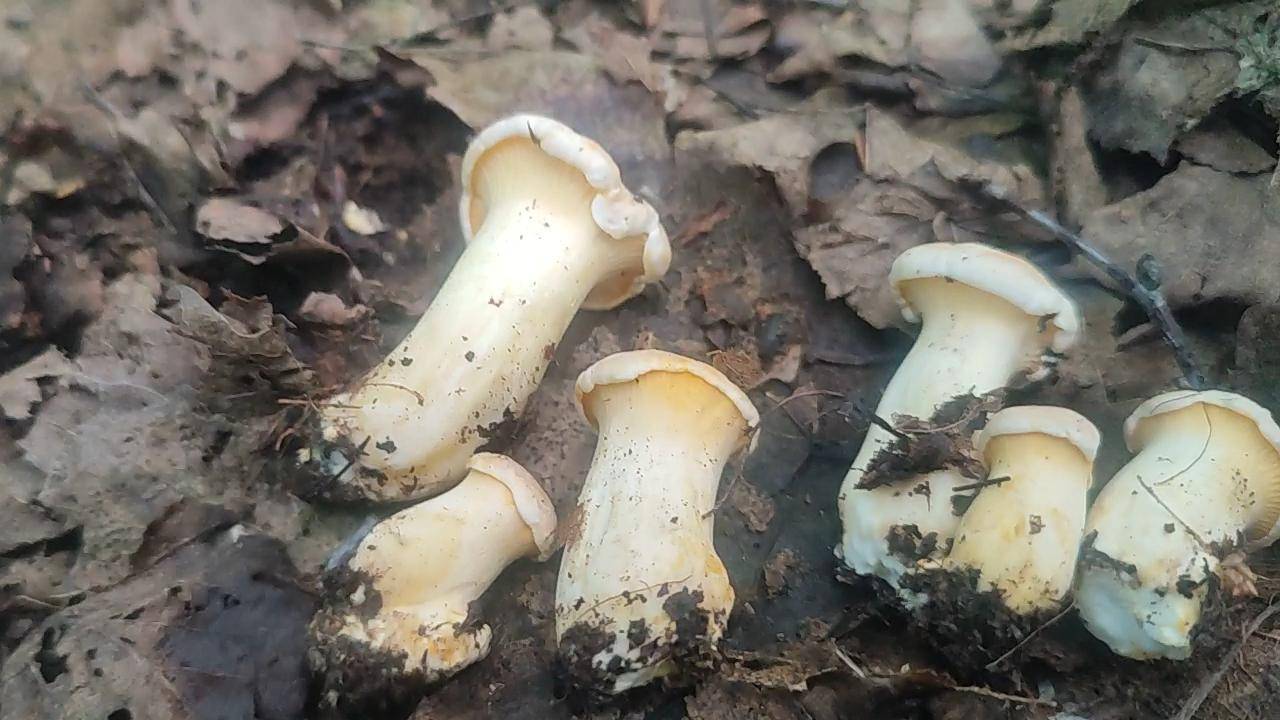 Собираем лисички в Пермском крае. Июнь 2025г.