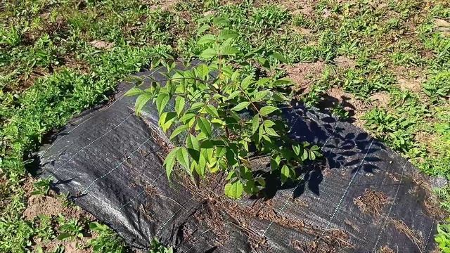 Бархат Амурский и Эводия Даниэля через 3 недели после посадки. 1 сентября 2024 года