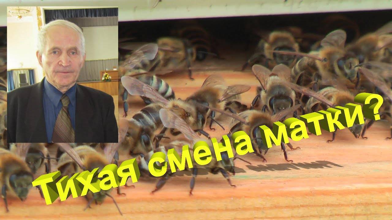 Как определить тихую смену матки? Советы от профессора Кашковского