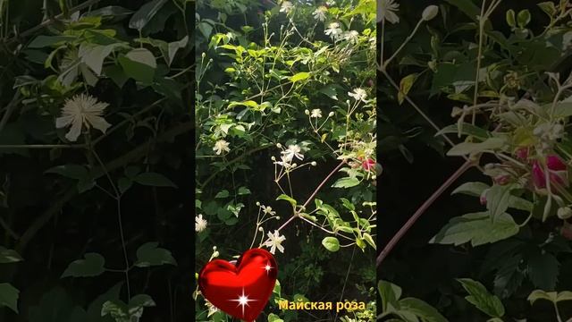 2025 Майская роза