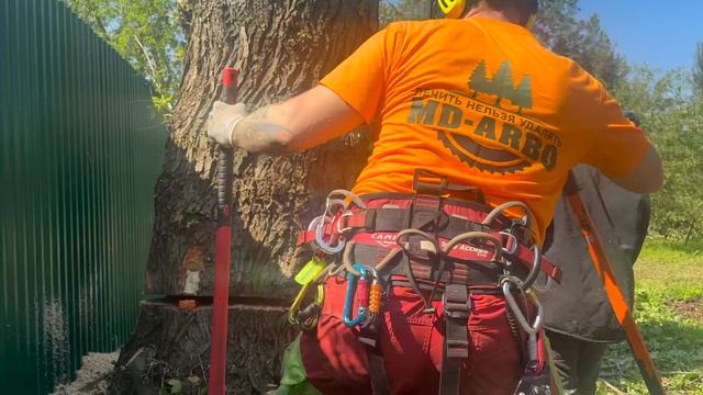 Спил дерева целиком в детском интернате