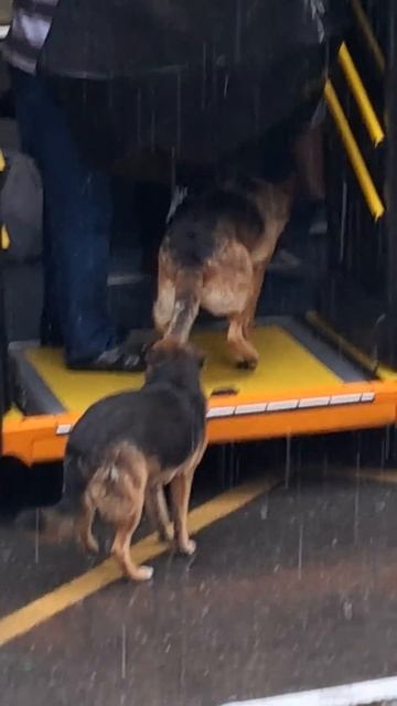 Собачки боялись дождь и гром, пытались где-нибудь спрятаться. Они живут на рынке,побежали домой.