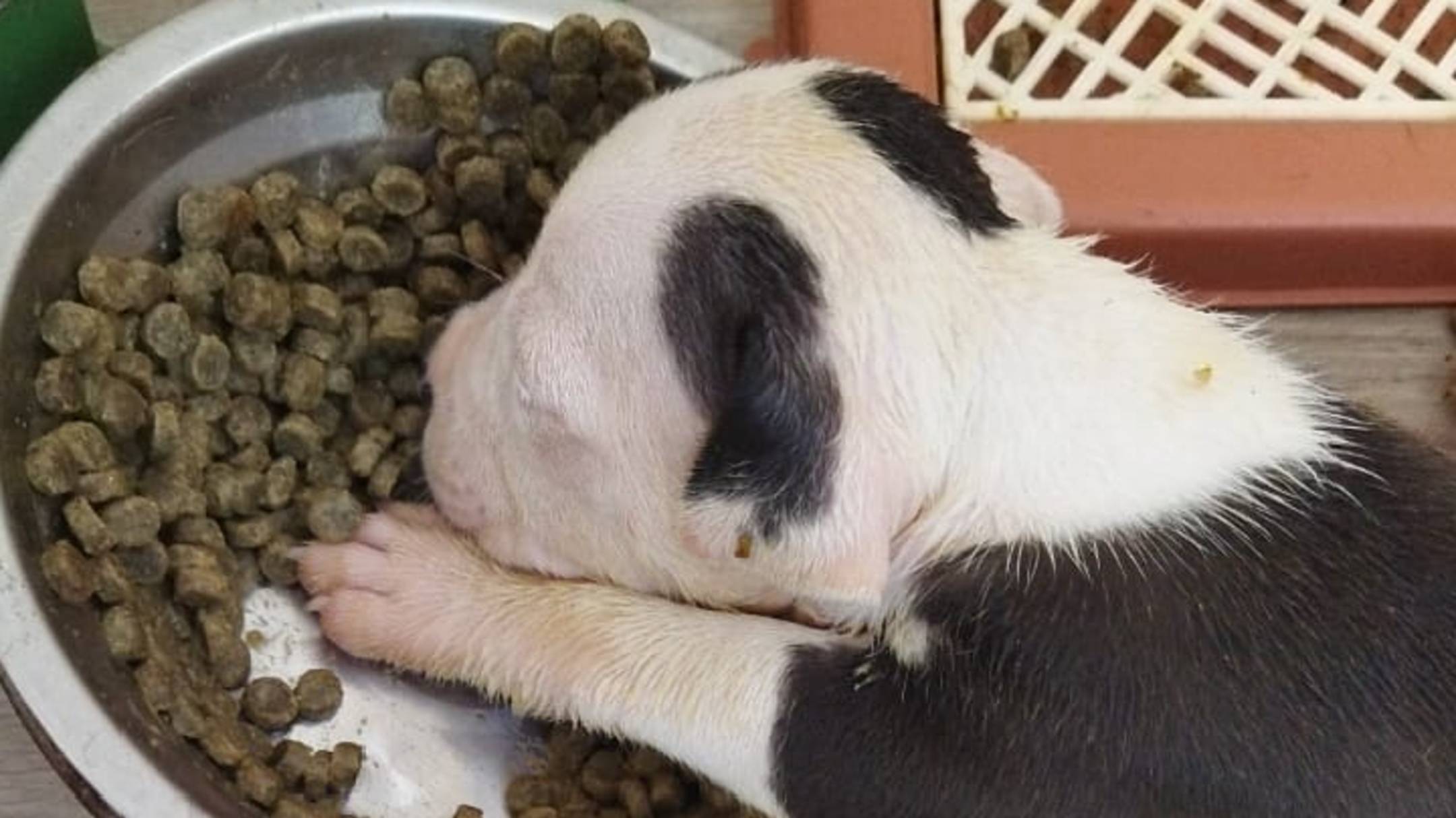 72 Сколько должен спать щенок в 1 месяц?