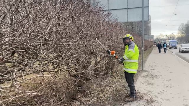 Формирование живой изгороди в городе у бизнес центра