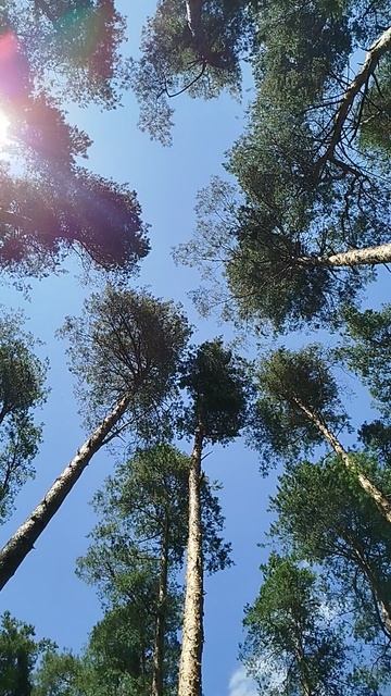 Сосновый лес в п. Мостовской.