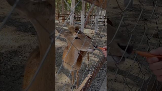 Зоопарк "Ковчег" 🦚 Новый Херсонес, г. Севастополь