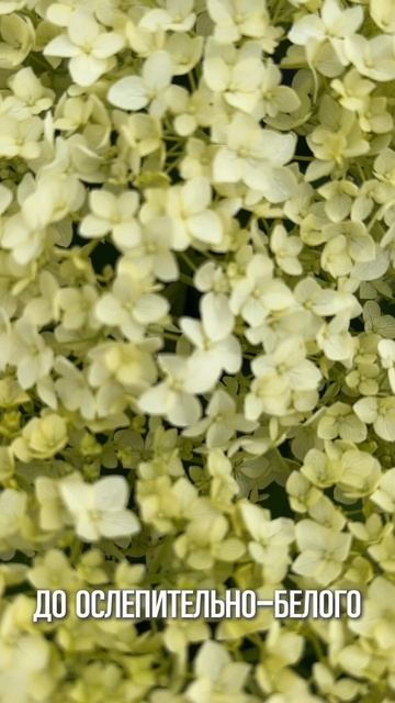 Гортензия древовидная  `Annabelle`