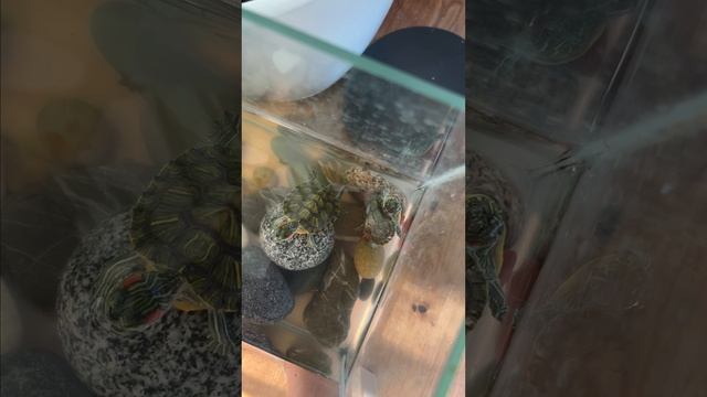 Жданова Мия МБДОУ д/с №3 «Тополек»