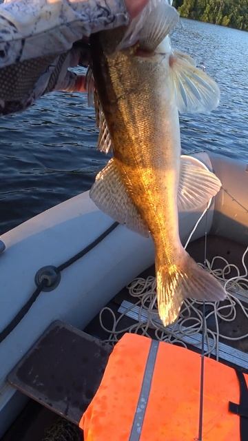 Судак хорошо клюет на ВИБ!