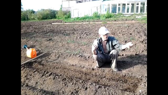 Морковь. Чтобы вырастить хорошую морковь, её нужно правильно посадить.