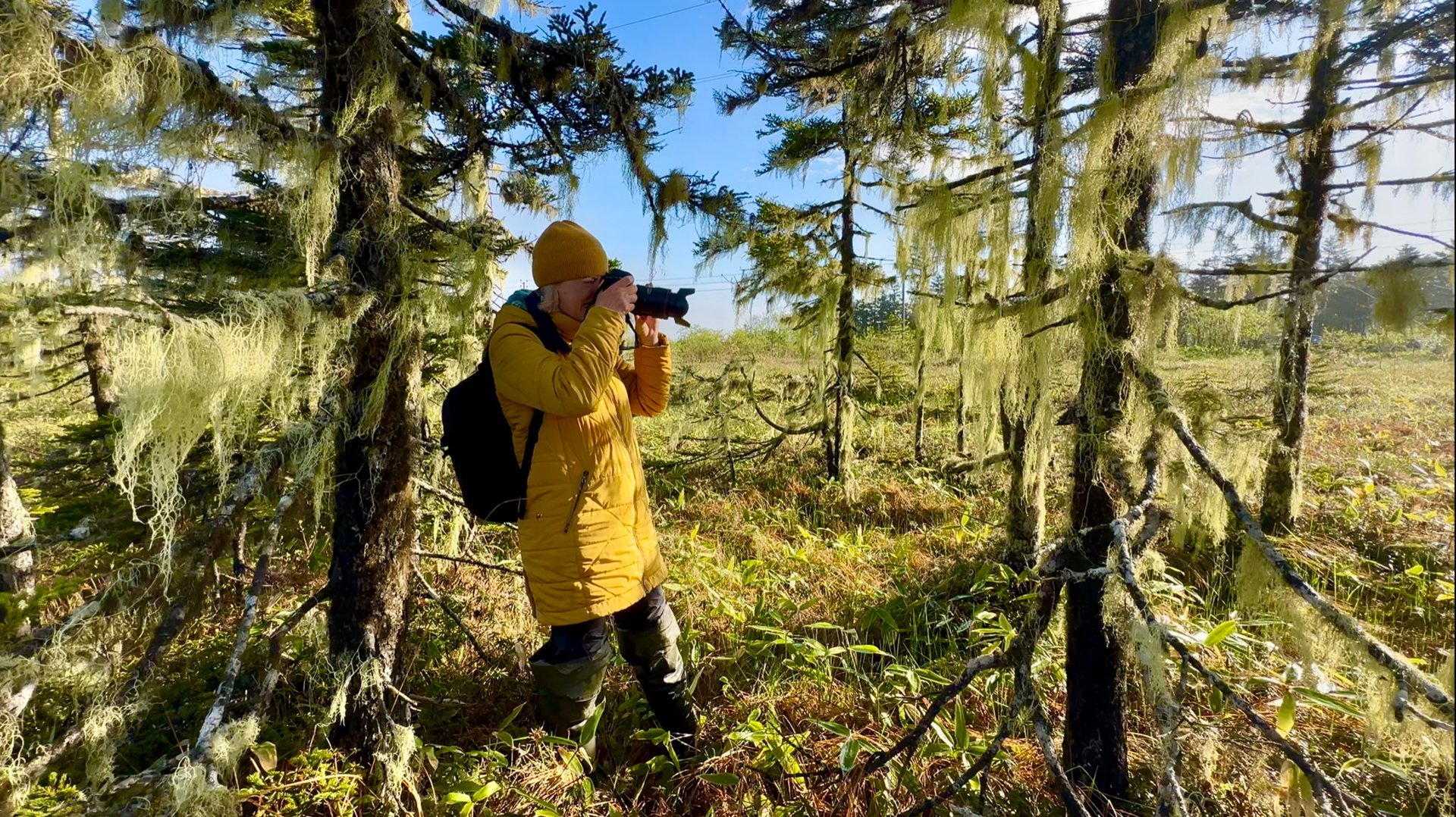 Бородатый лес остров Кунашир Лишайник уснея (Usnea)  День 11. Курильские о-ва Фототур 05.06.25