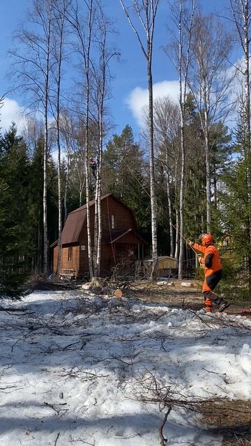 Спил берёзы в два приёма