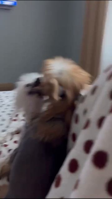 Красивые щенки китайской хохлатой собаки