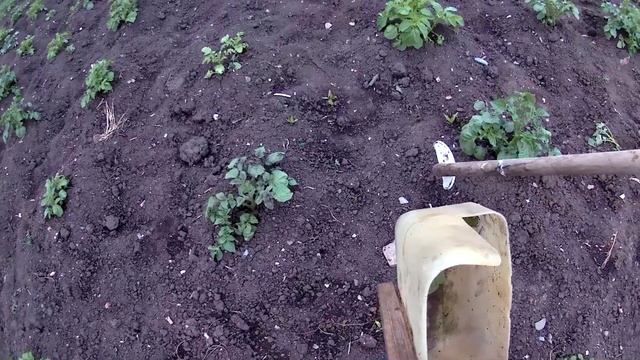 Борьба с колорадскими  жуками при помощи инструментов