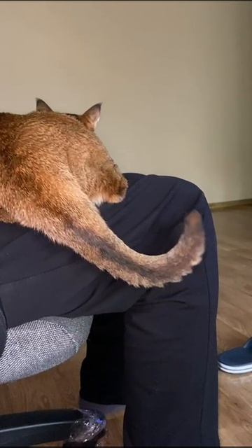 Смешные видео про кошек - Соня отдыхает 🐈