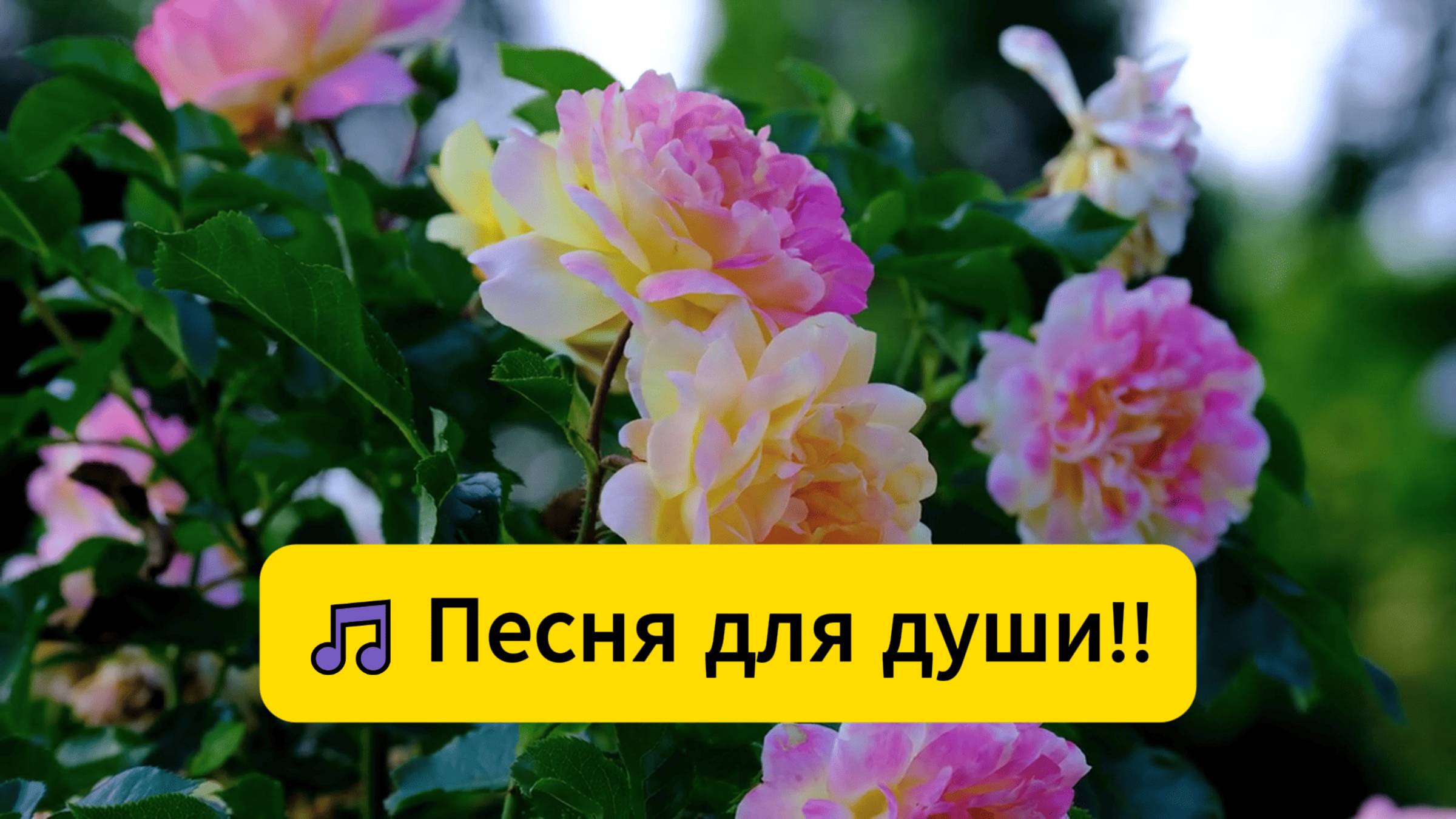 Многие ищут эту песню.💗 Мы с тобою, как птицы