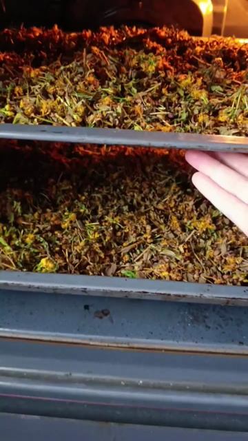 Ферментация зверобоя. Чай