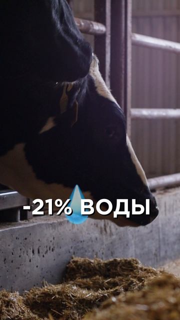 EcoFeed® от STgenetics®: почему этот индекс становится новым ориентиром в молочном крс? 🐄🌱