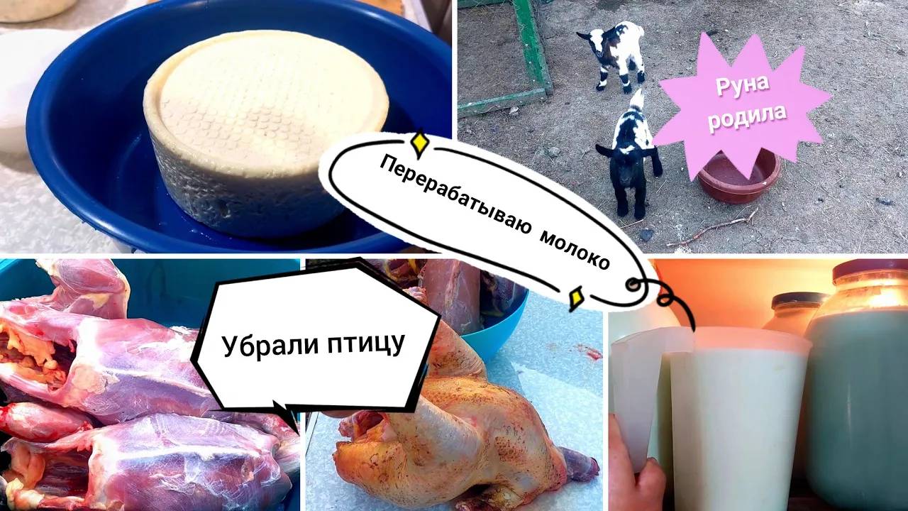 Молоко 🥛 КАМЕРУНСКИХ КОЗ 🐐 после переработки 🧀. С ума сошедшие гуси пошли на 🍗.