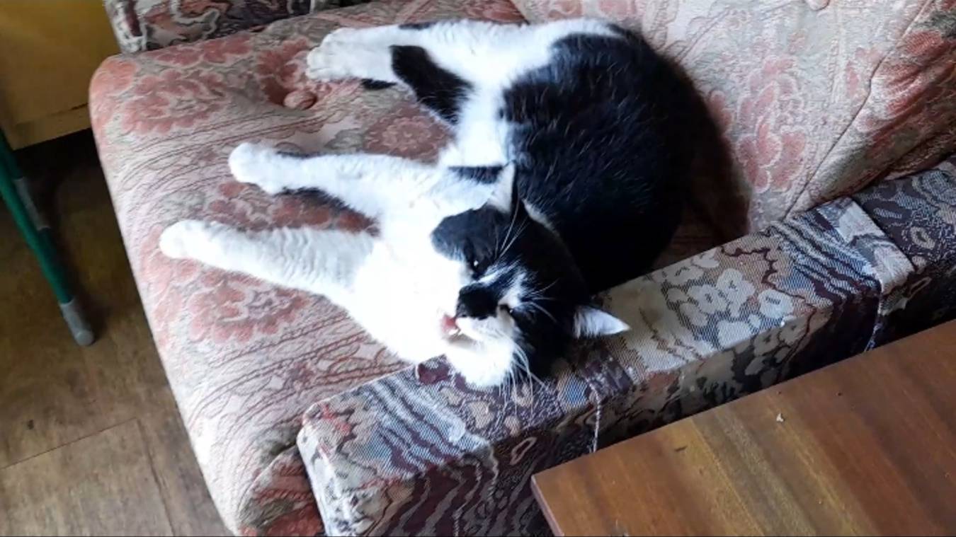 20250625_081529 Надо выехать в город. Митёк не отпускает