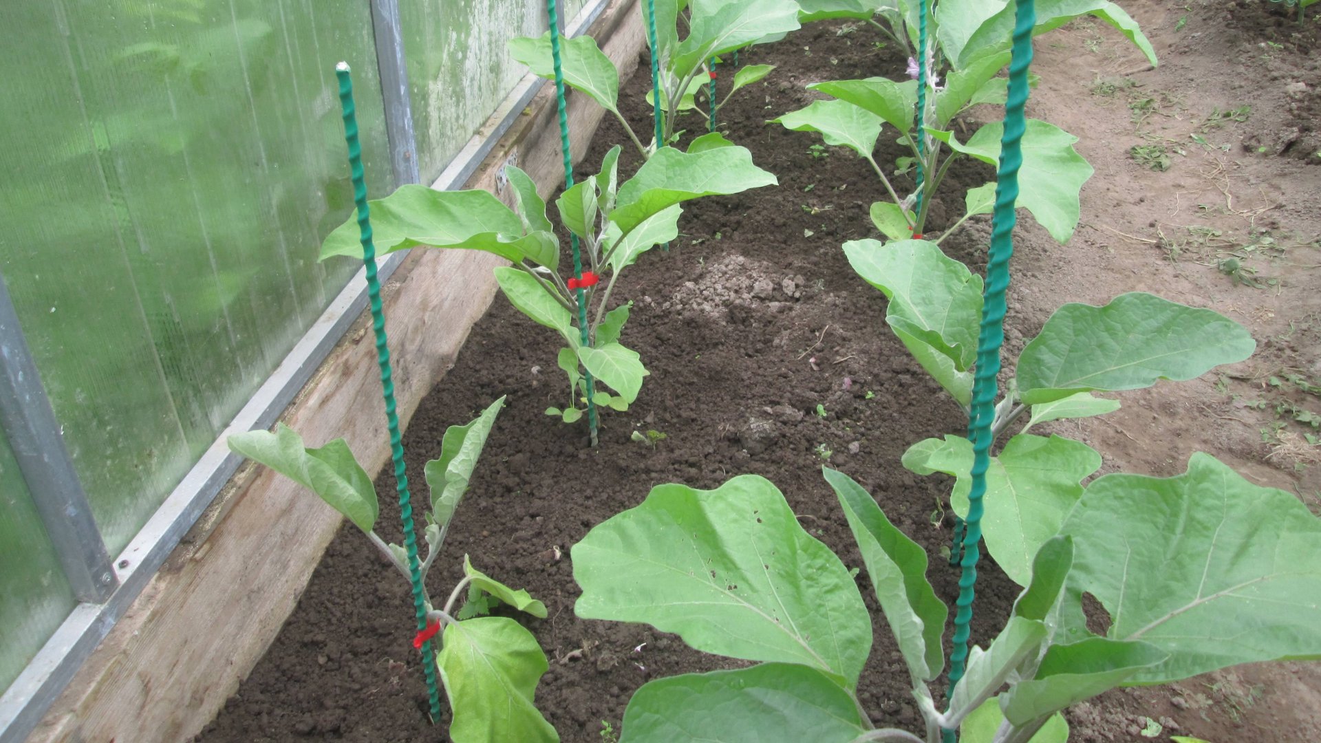 Подвязываем баклажаны