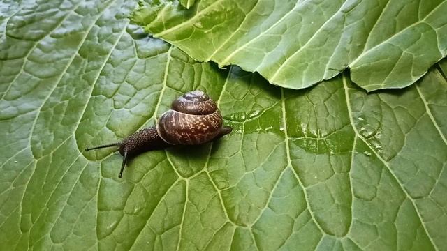Ползу, не спешу, дом на себе тащу