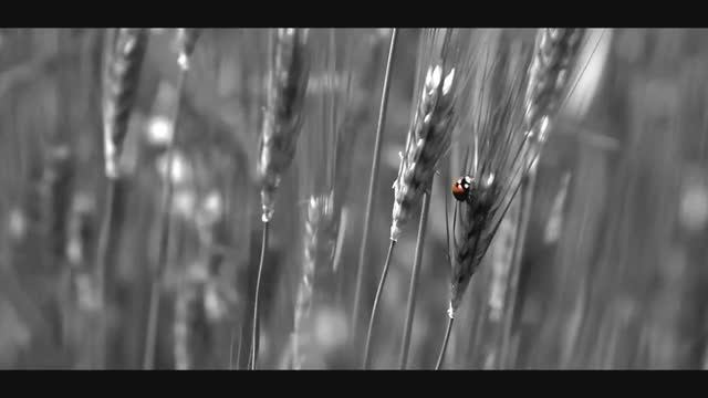 Жук в керосине (Любовная лирика)