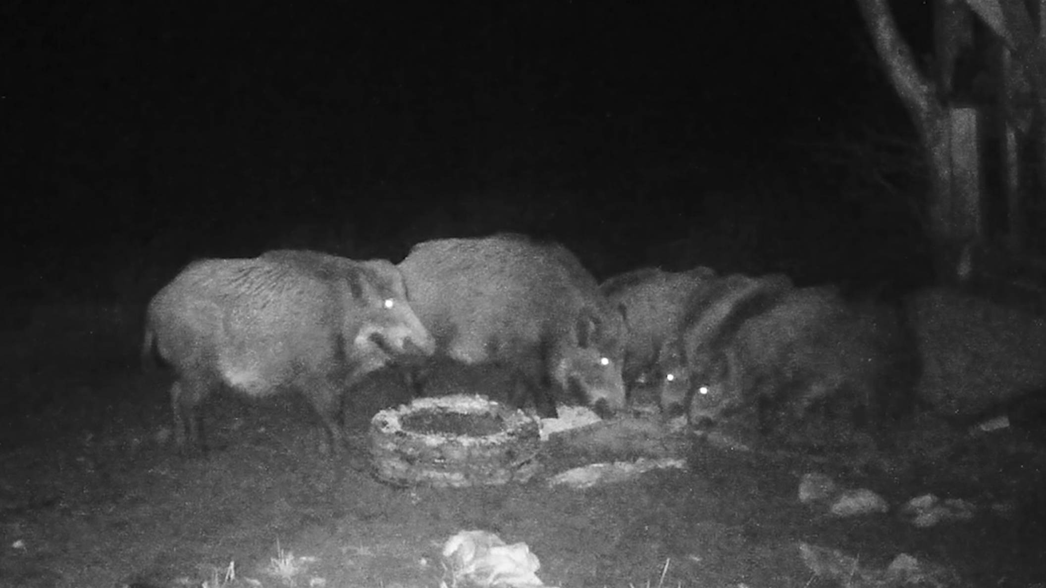 Особенный день в семье кабанов. Взгляд изнутри на жизнь этих диких животных