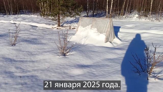 Зимовка Бархата Амурского и Эводии Даниэля 21 января 2025