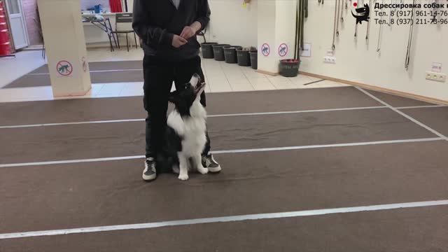 Бордер колли Сай. Занятие по дрессировке. Тольятти, 14 июня 2025.