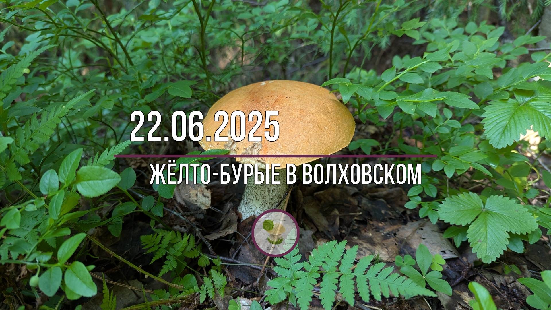 Жёлто-бурые июньские подосиновики в Волховском районе.