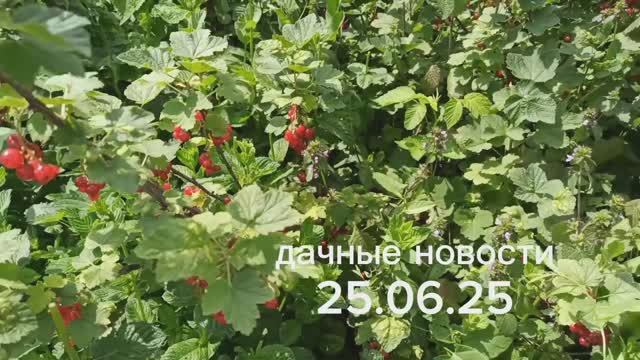 25 июня. Экскурсия по даче. Что поспевает
