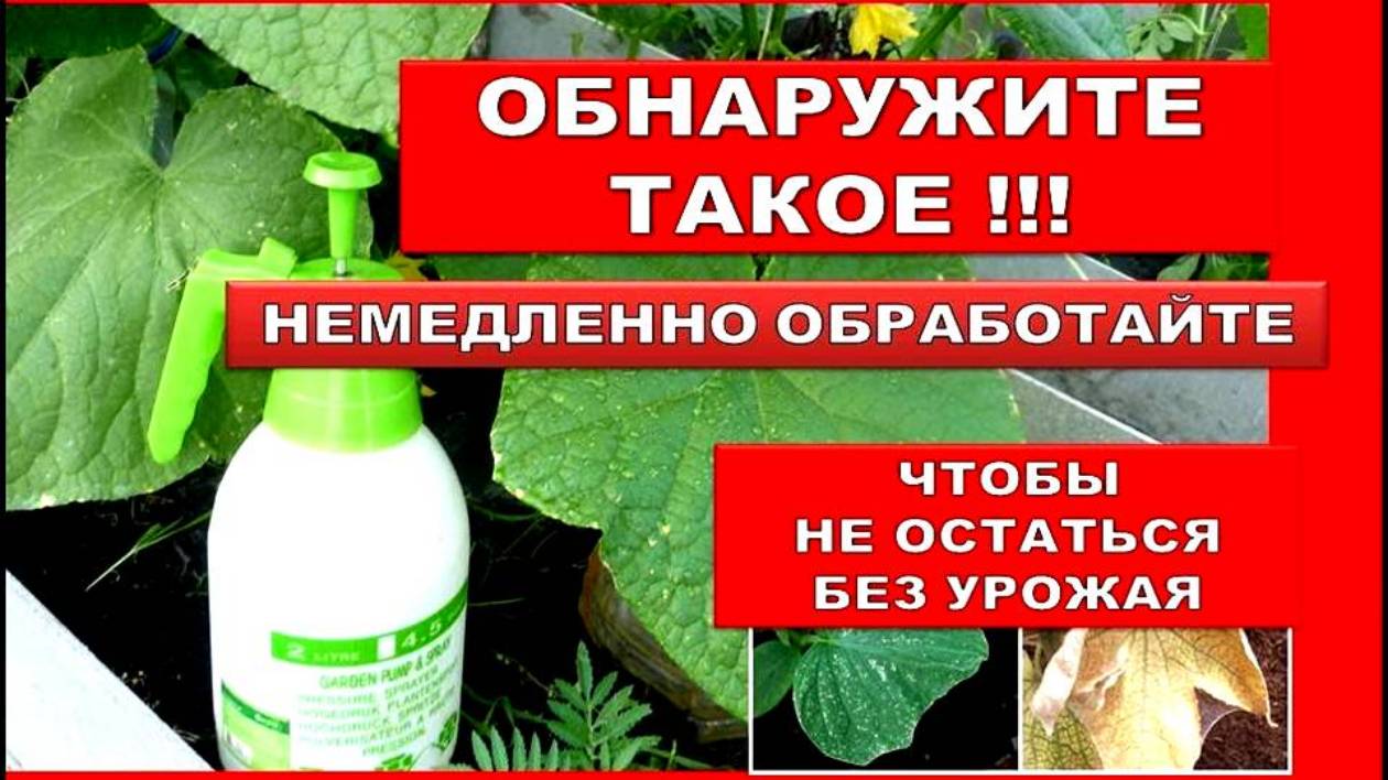 Увидите такое в теплице на огурцах, срочно обработайте от паутинного клеща!Паутинный клещ на огурцах