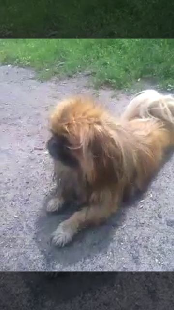 Не лев, но пекинес деревенский _20250626_123753