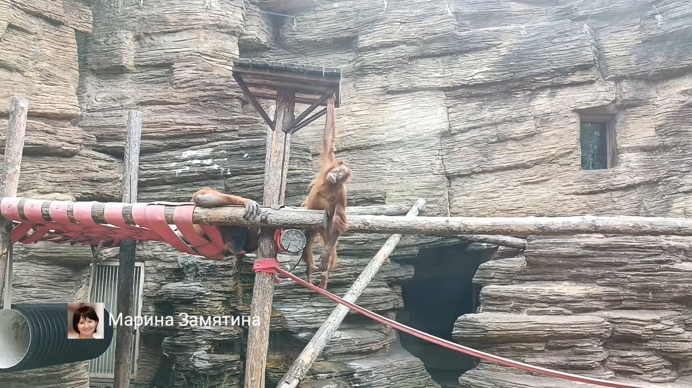 Орангутаны в Московском зоопарке.