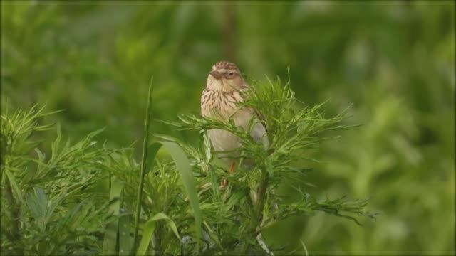 полевой жаворонок птица, как поет жаворонок, песня жаворонока на лету и в поле, кормежка в заморозки