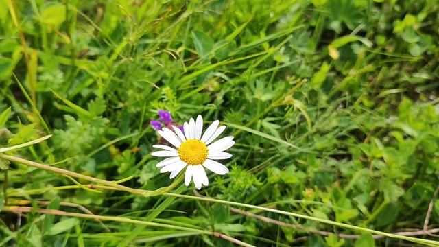 Краски лета. Ромашки. Крохотные солнышки с белыми лепестками. Июнь 2025