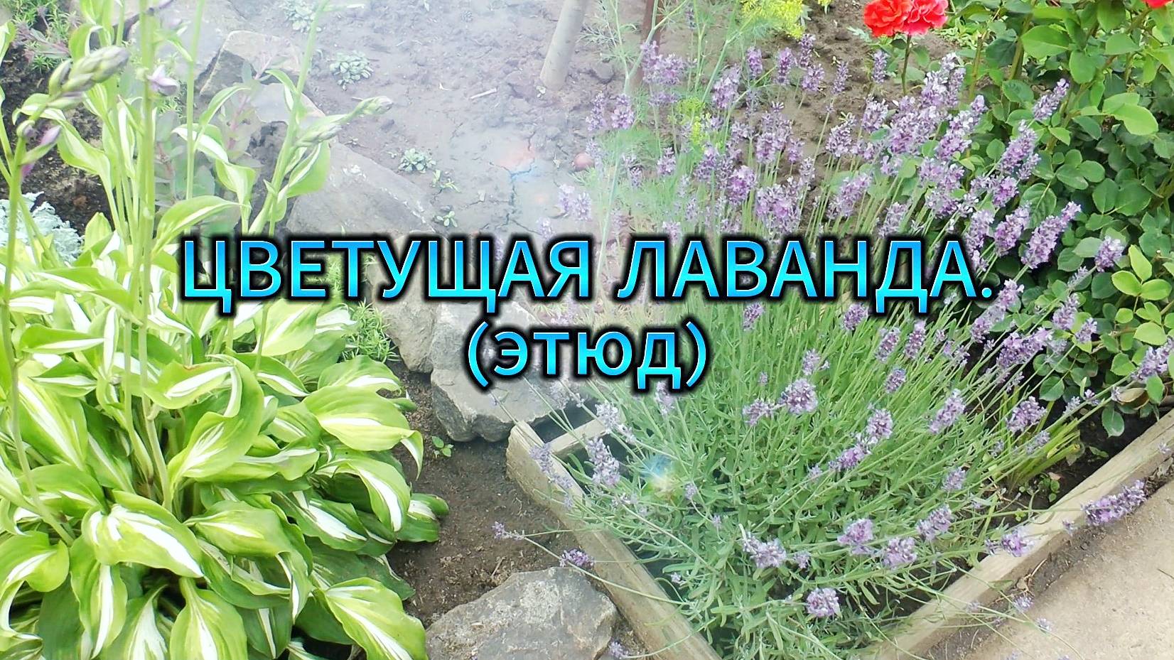 Цветущая лаванда (этюд)