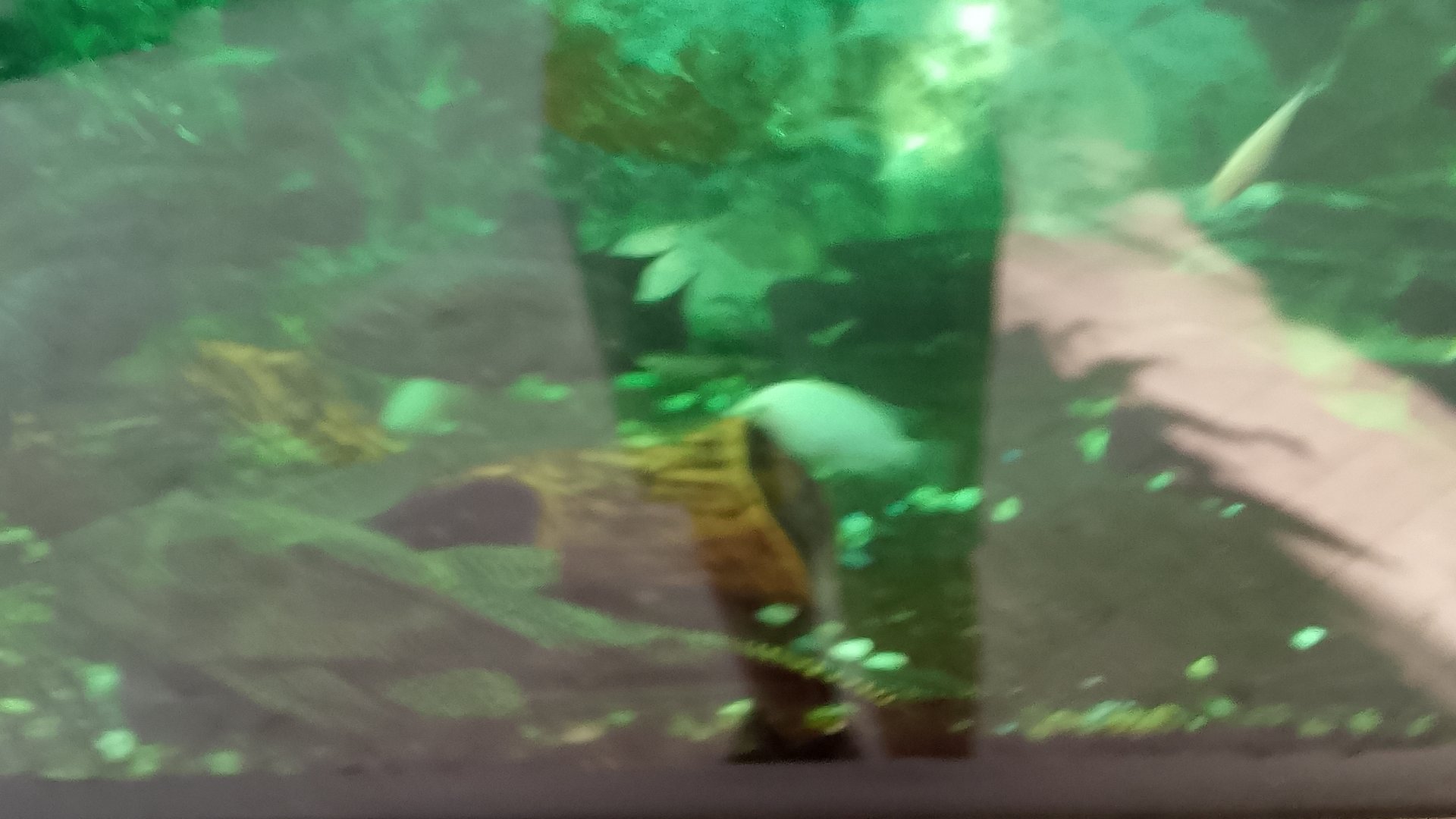 Я играю в черепашки-ниндзя