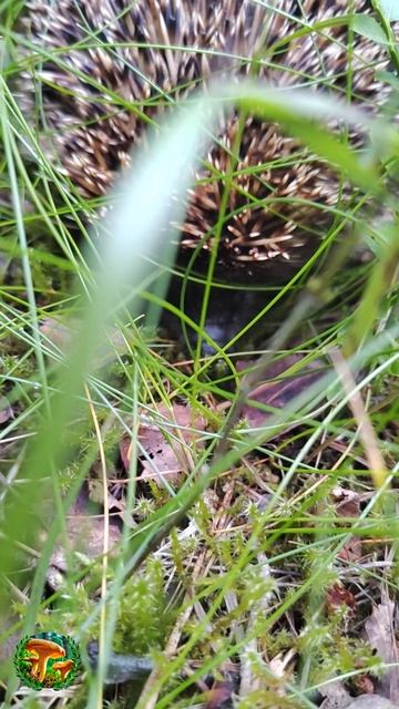 Лесной житель