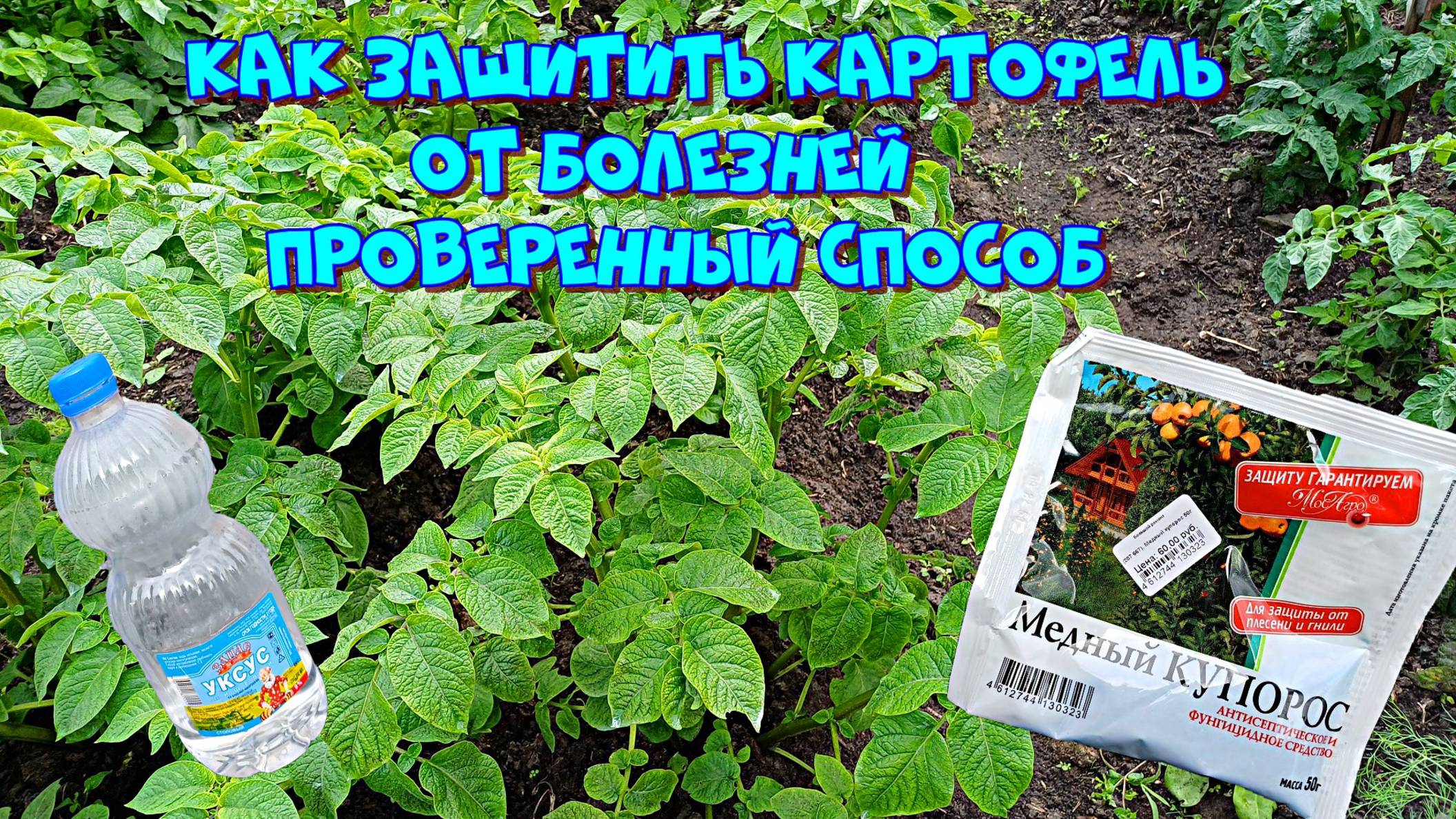 Средство от болезни картофеля. Работает проверено 😉