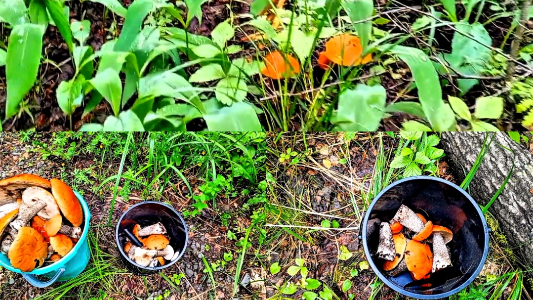 Ура первые грибы 2025 Карелия