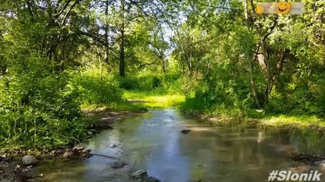 Уничтожение всех инфекций  Настрой Сытина Читает Автор