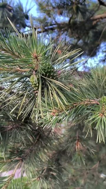 Молодые шишки сосны