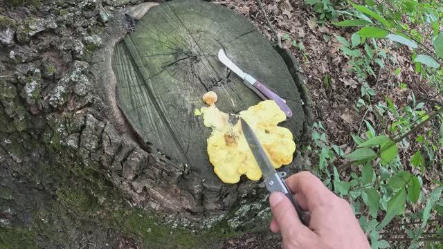 ОТецй ищет грибы 23 06 25