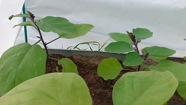 Три главных правила выращивания баклажанов - показываю все ошибки новичков