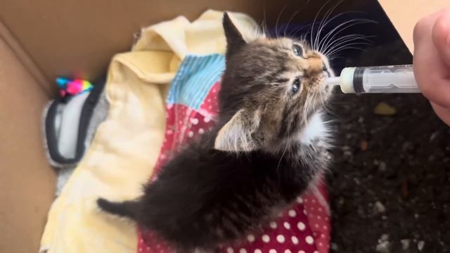 Деревенская жизнь — это когда надо ВСЁ сделать, но не успеваешь ничего