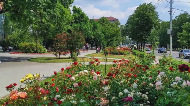 Калининград - цветущий град