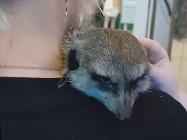 Ласковый сурикат